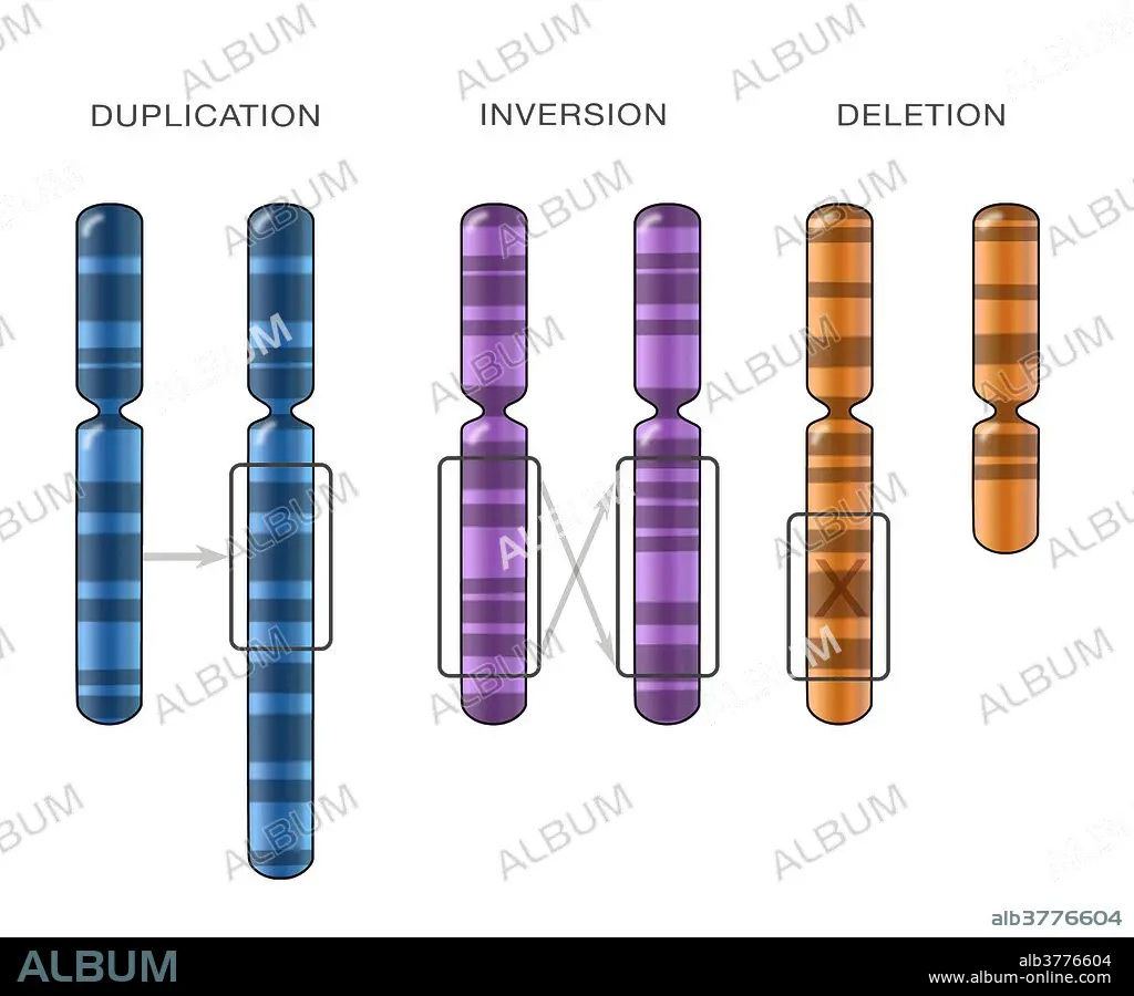 Duplication Et Mutation