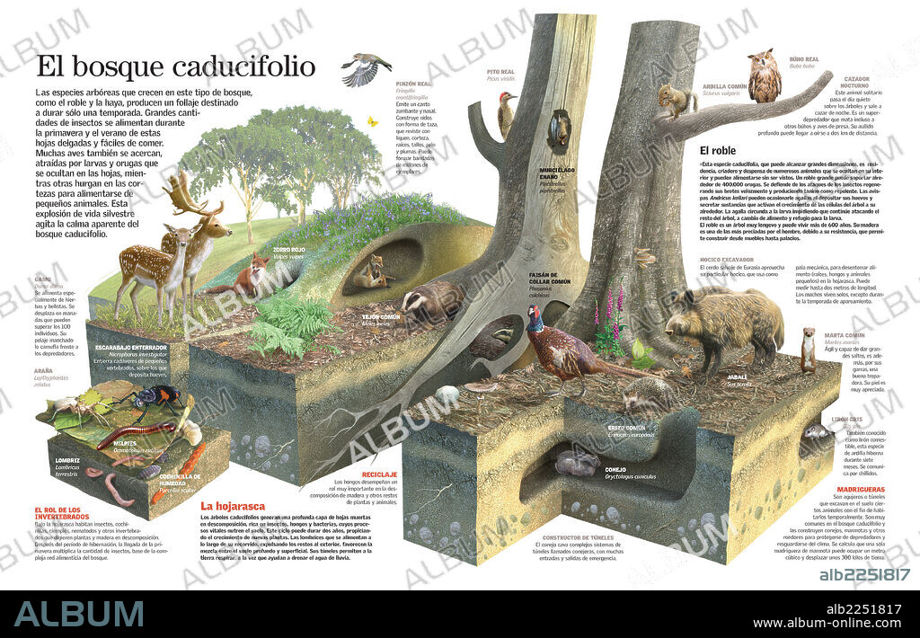 Forest Ecosystem Animals And Plants