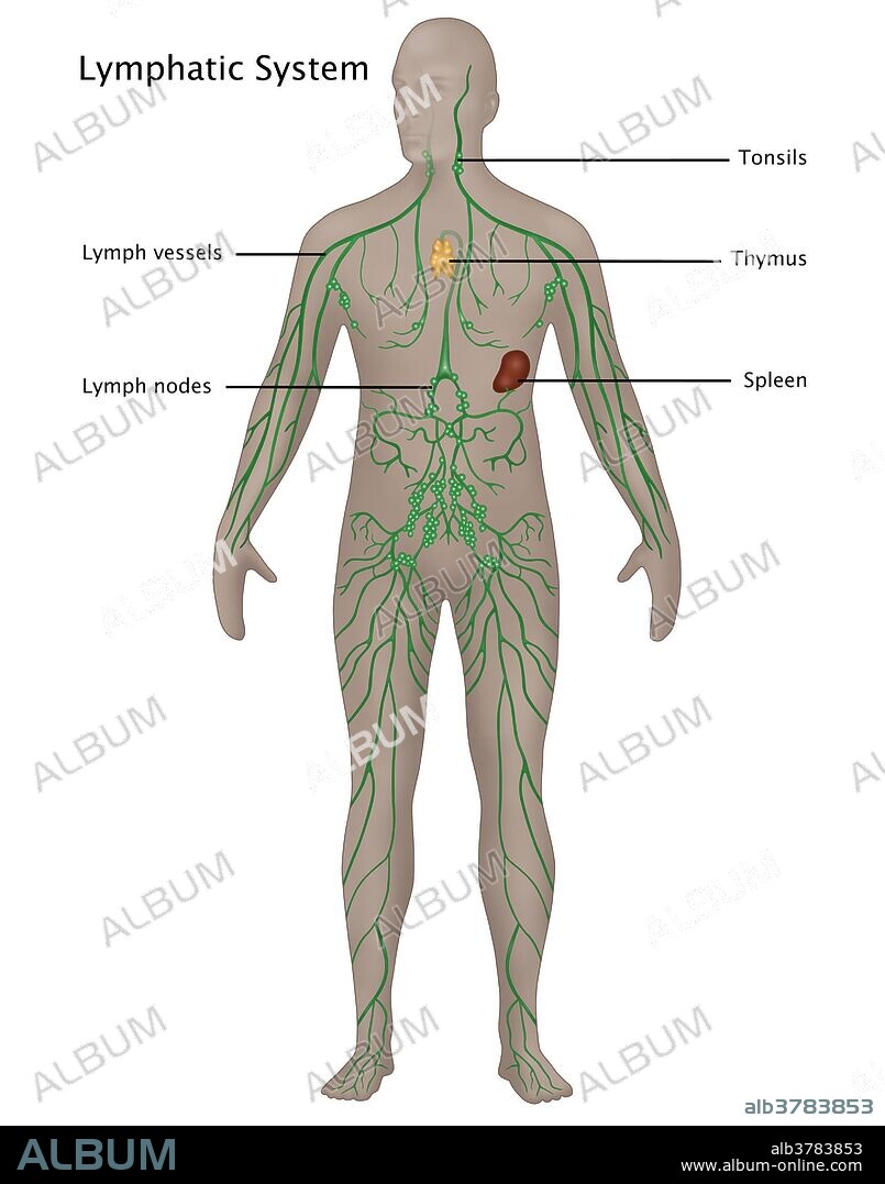 Lymph Vessels Diagram