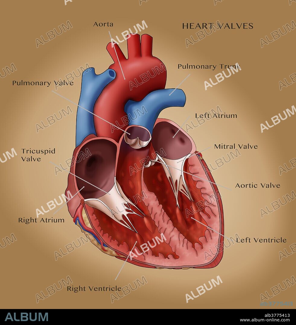 Labeled Heart Anatomy