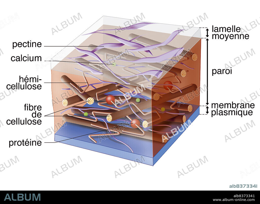 Cellulose Cell Wall Diagram