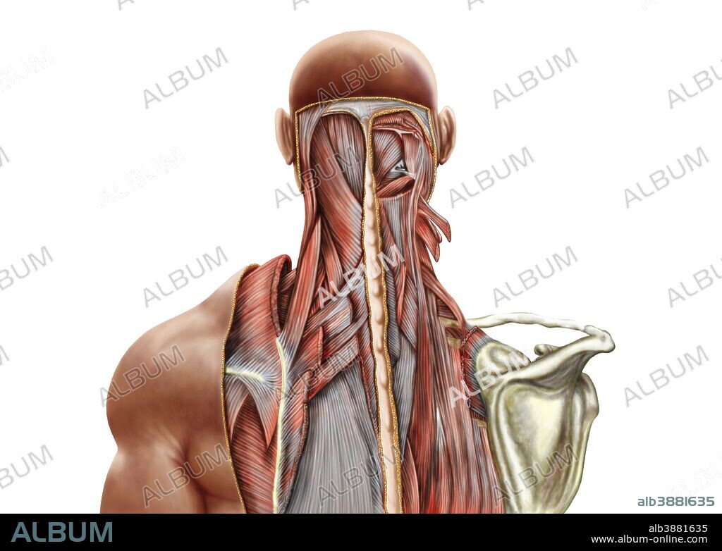 Human Neck Anatomy