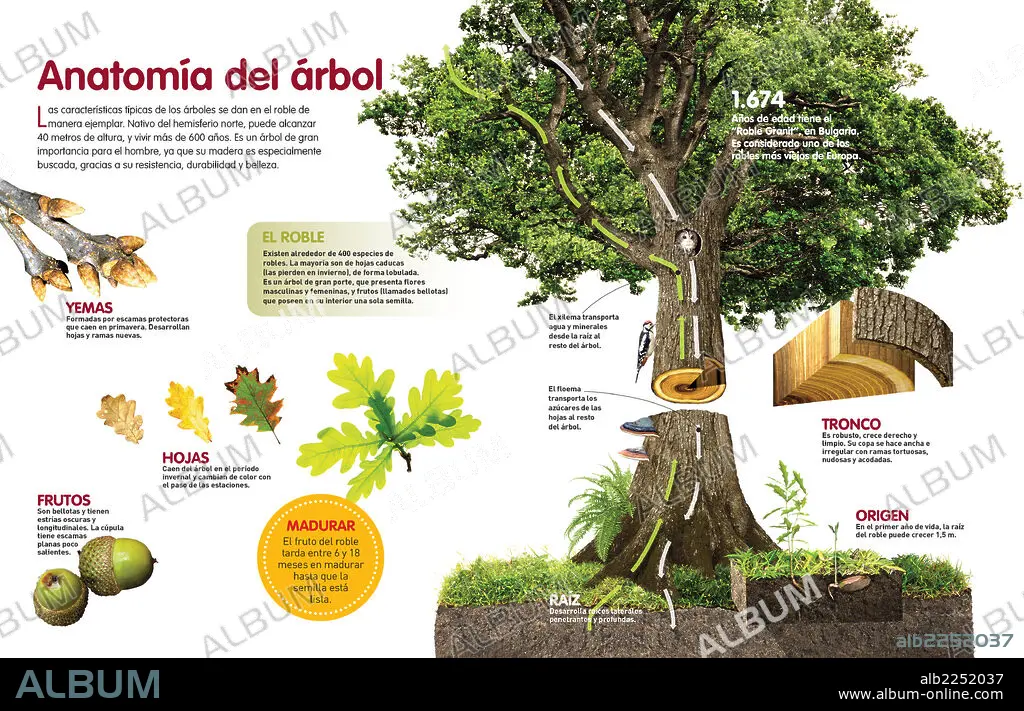 Anatomía Del árbol De La Vida
