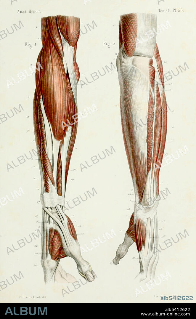 Human Forearm Muscles