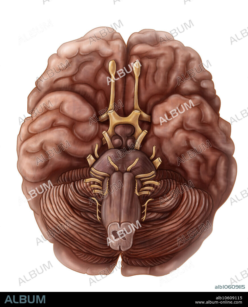 Brain and Cranial Nerves - Album alb10609115
