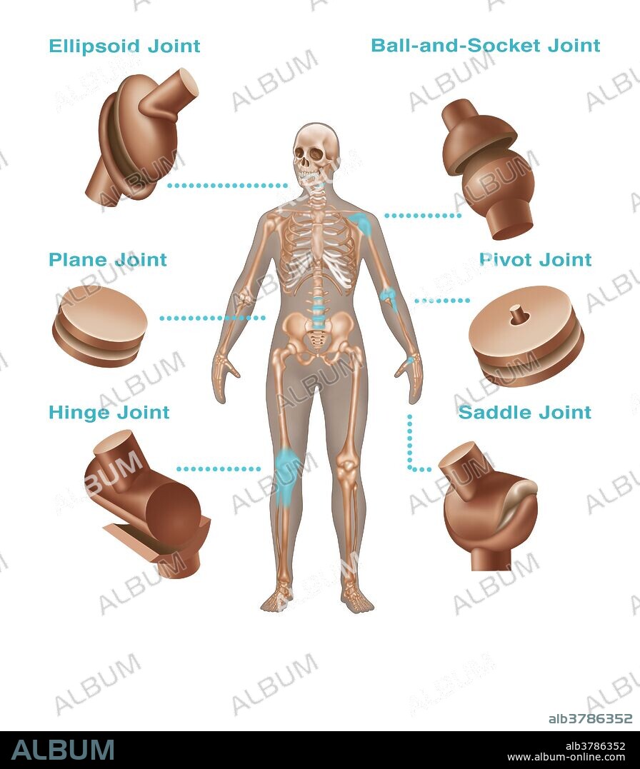 Human Joints