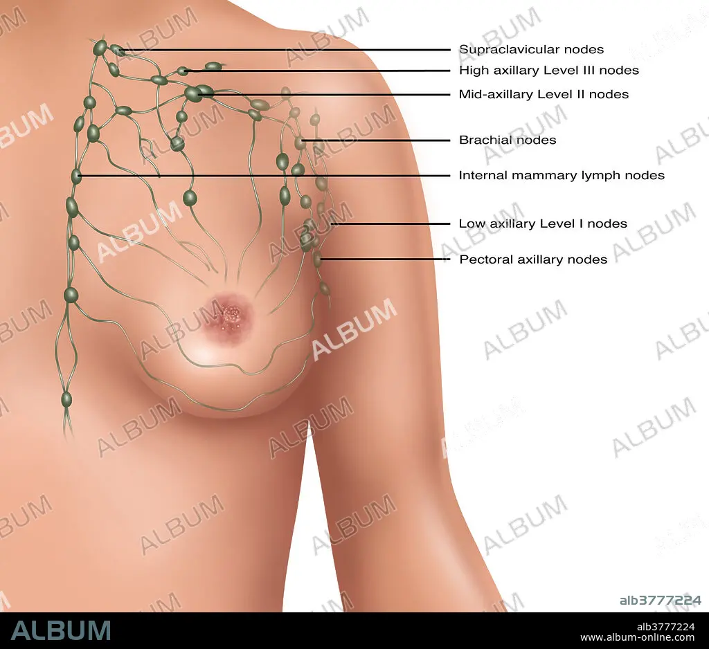 Lymph Node Diagram Chest