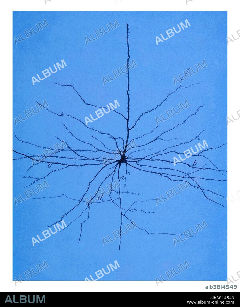 Pyramidal Neurons Cortex