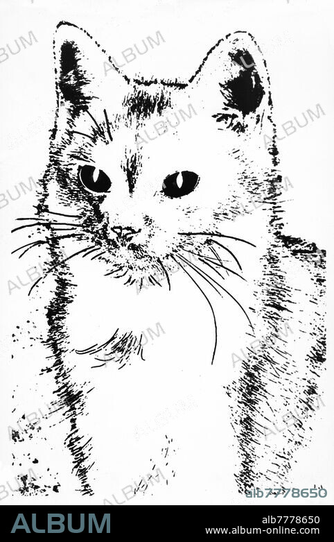 High Contrast Cat Photography