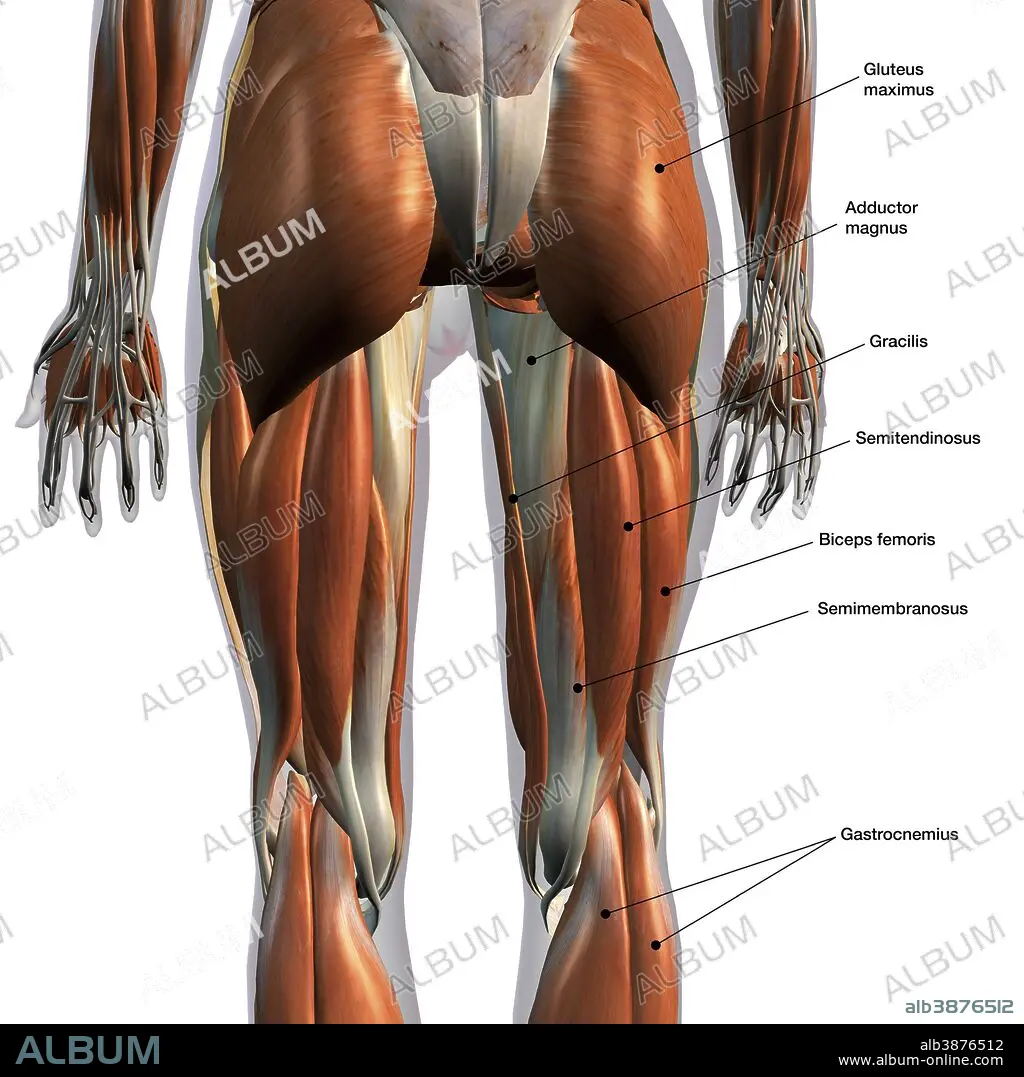 Posterior Leg Muscles
