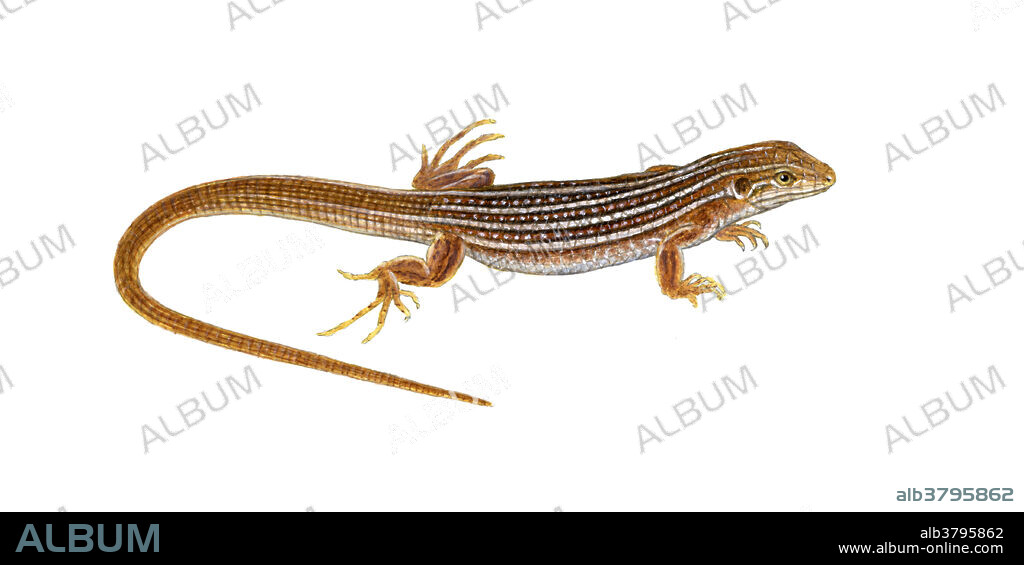 Whiptail Lizard