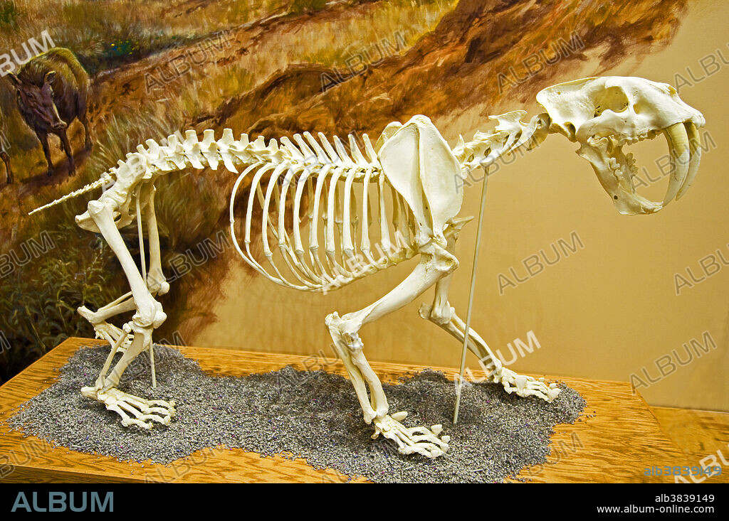 Saber Tooth Tiger Skeleton