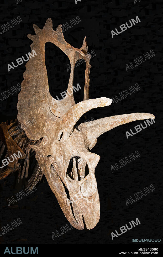 Pentaceratops Skull