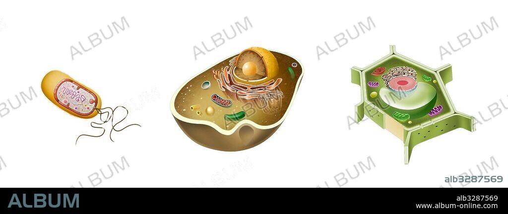 Prokaryote Dyreceller