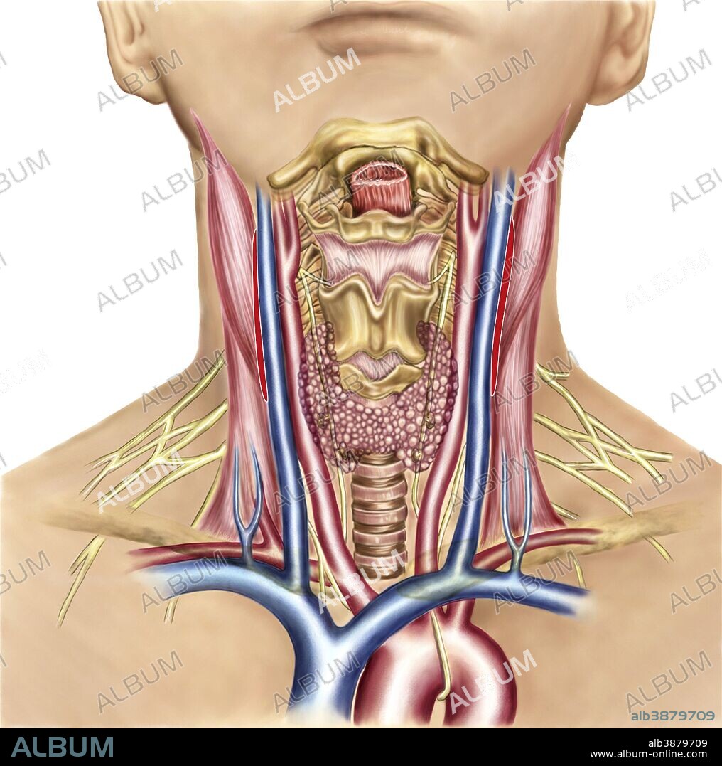 Human Neck Anatomy
