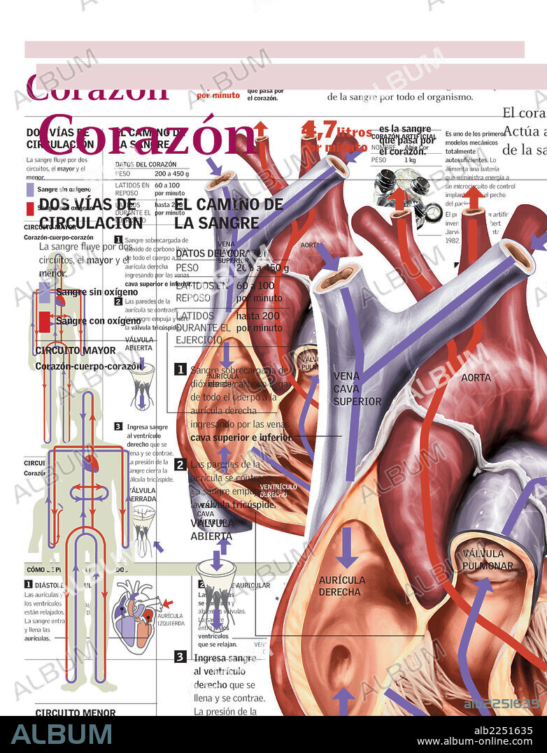 Sistema Circulatorio Partes Corazón