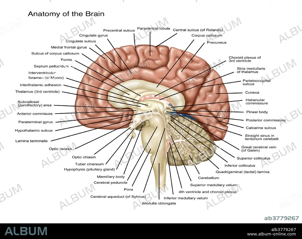 Sulcus Terminalis Brain