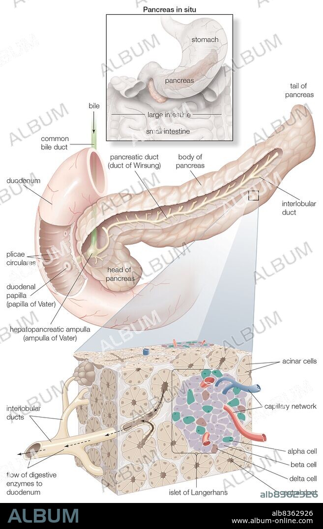 Cadáver De Páncreas