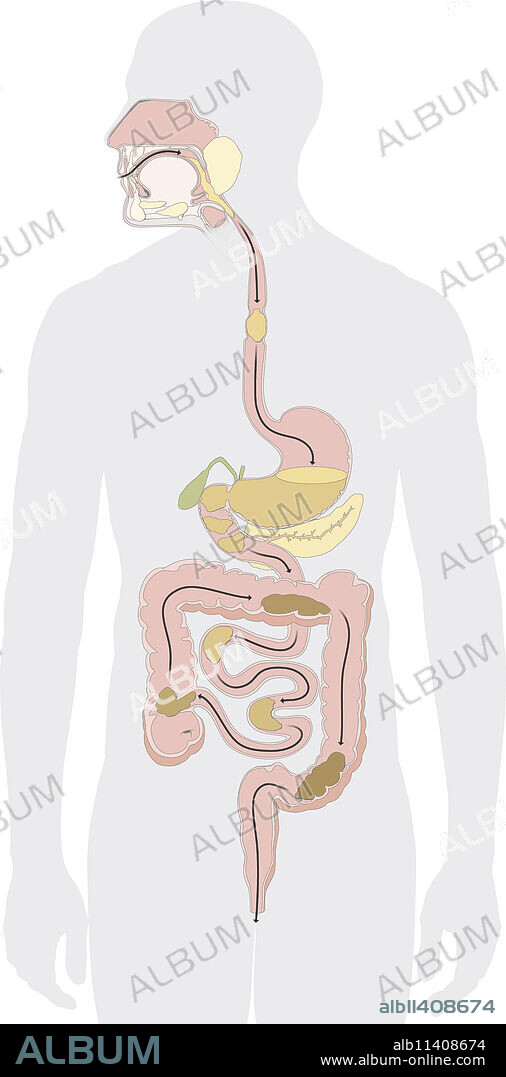 Digestive process, illustration - Album alb11408674
