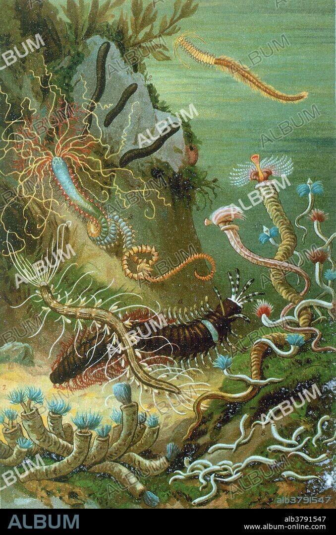 Marine Segmented Worms